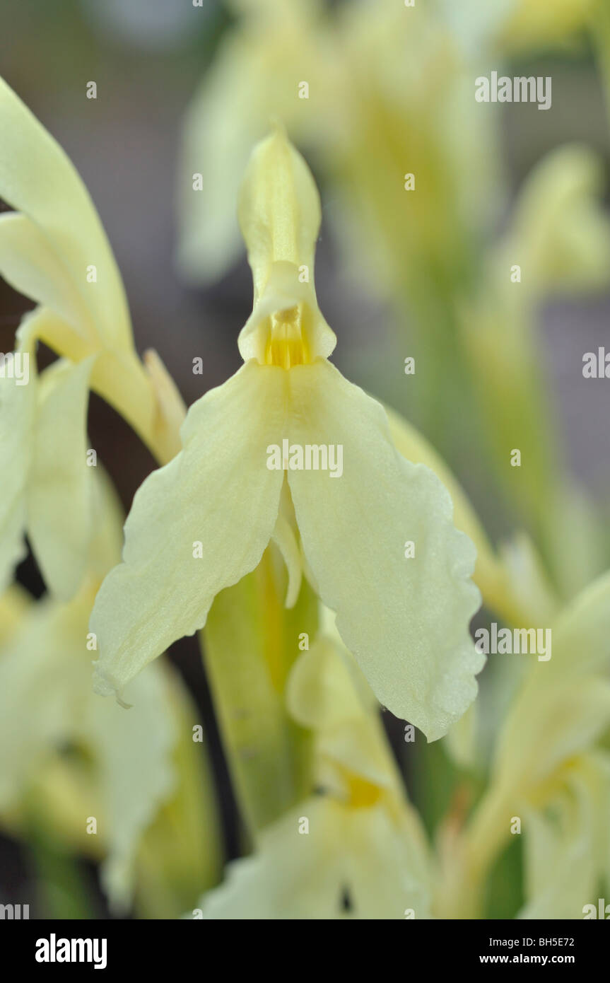 Roscoea hi-res stock photography and images - Alamy