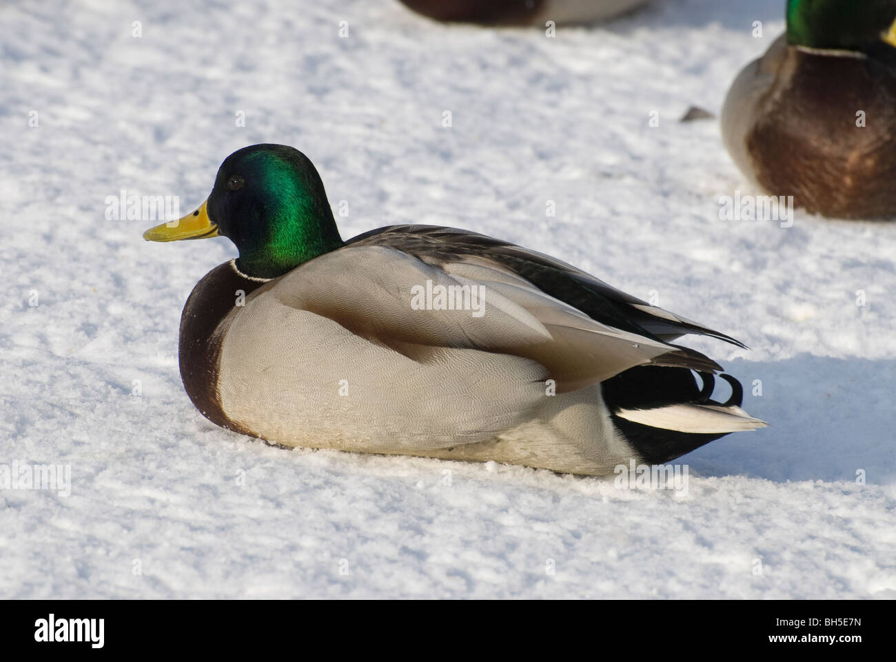Wild duck sitting on the pond ice Stock Photo - Alamy