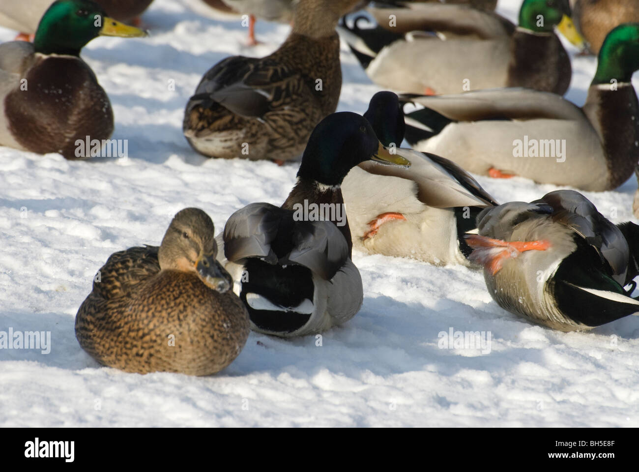 Wild ducks sitting on the pond ice Stock Photo - Alamy
