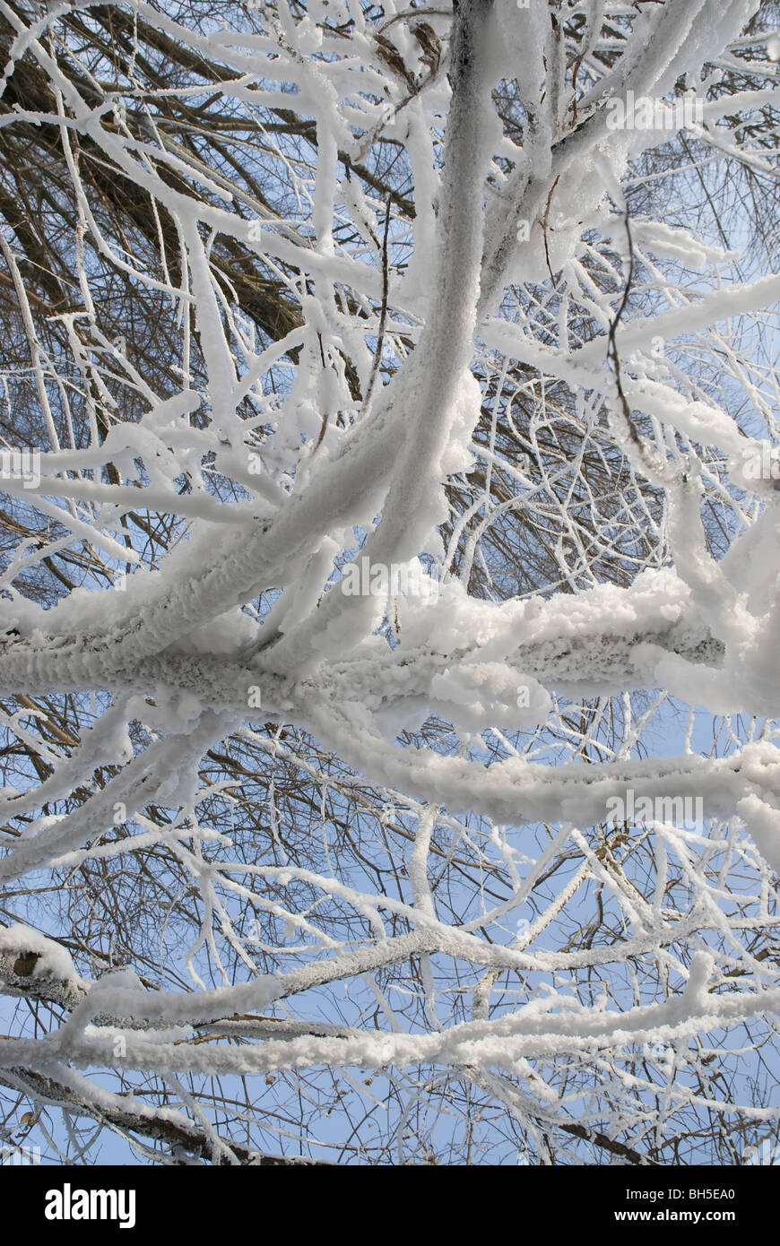 Frozen tree branches Stock Photo - Alamy