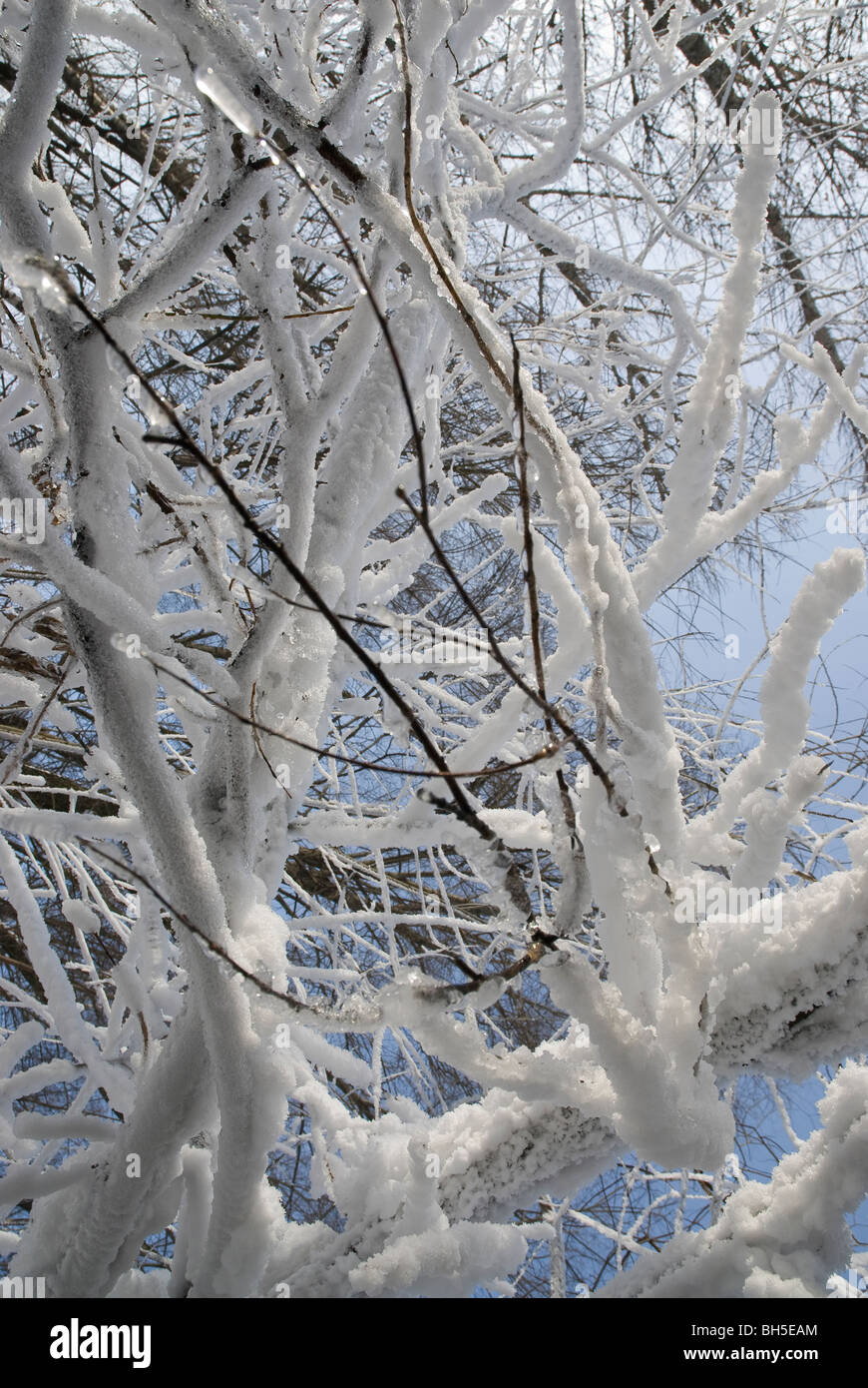 Frozen tree branches Stock Photo - Alamy