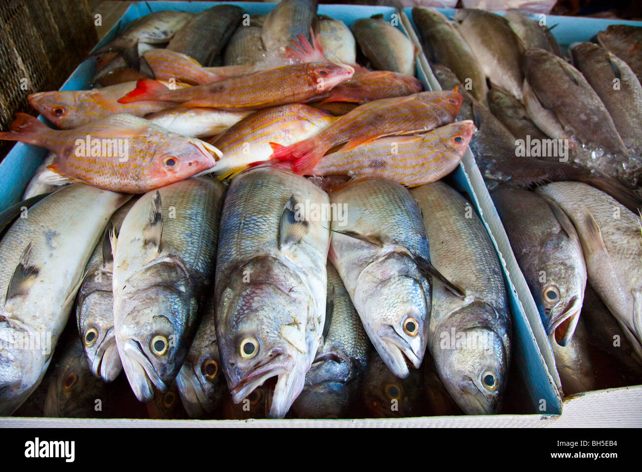 Fish market in Port of Spain, Trinidad Stock Photo - Alamy