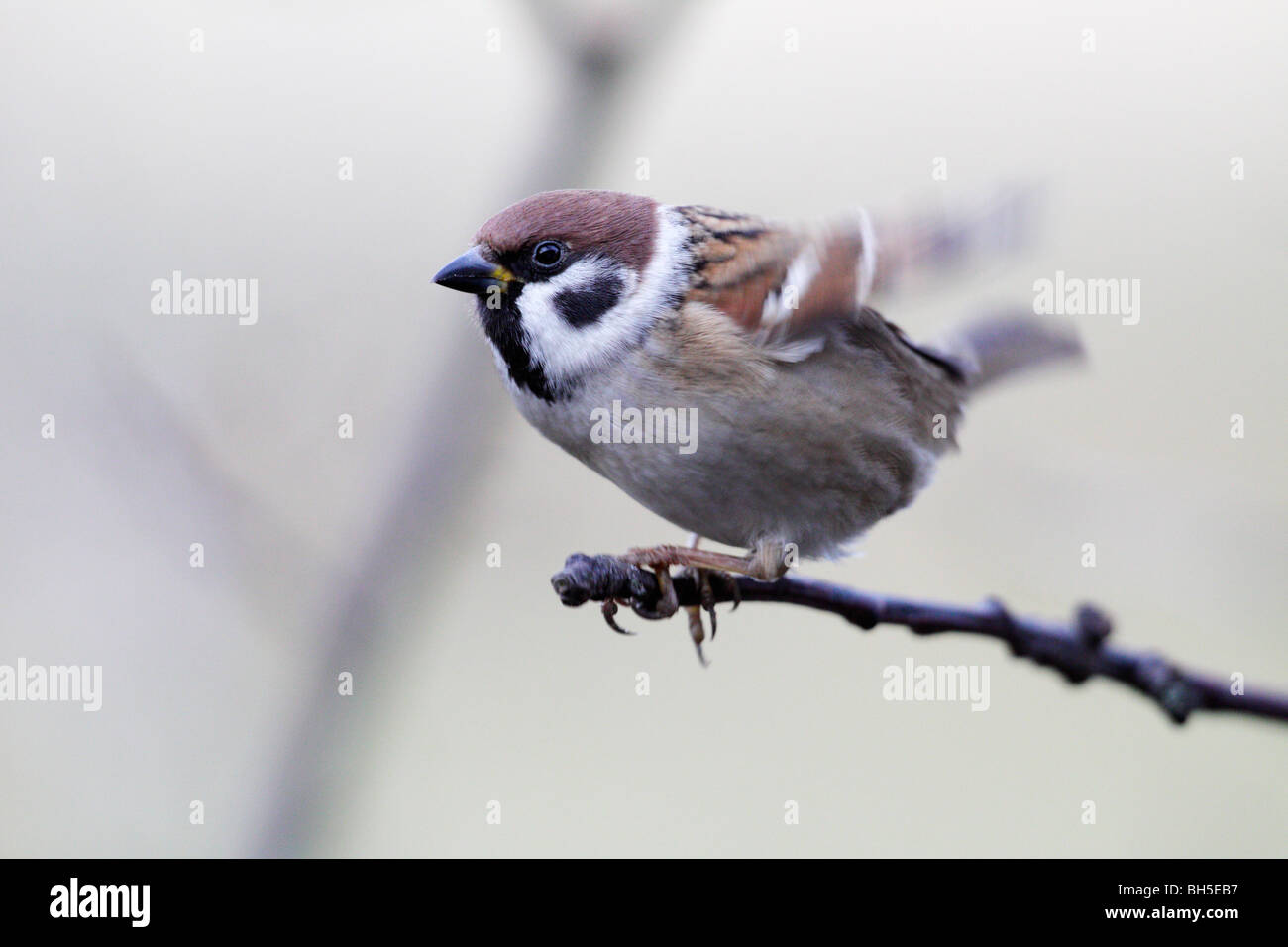 Tree sparrow flying montanus hi-res stock photography and images - Alamy