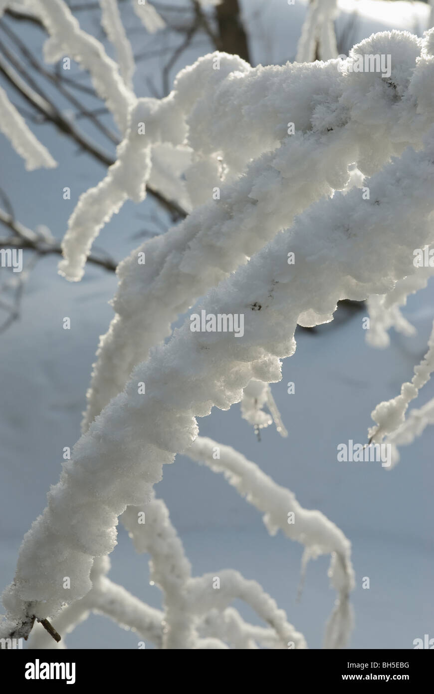 Frozen tree branch Stock Photo - Alamy