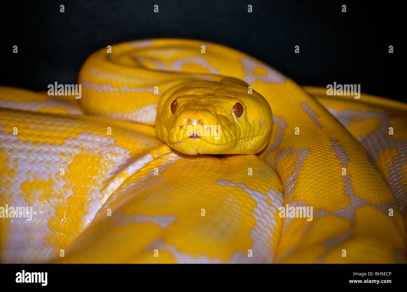 photos,environment,natural,nature,reptiles,reptile,one animal,nobody ...