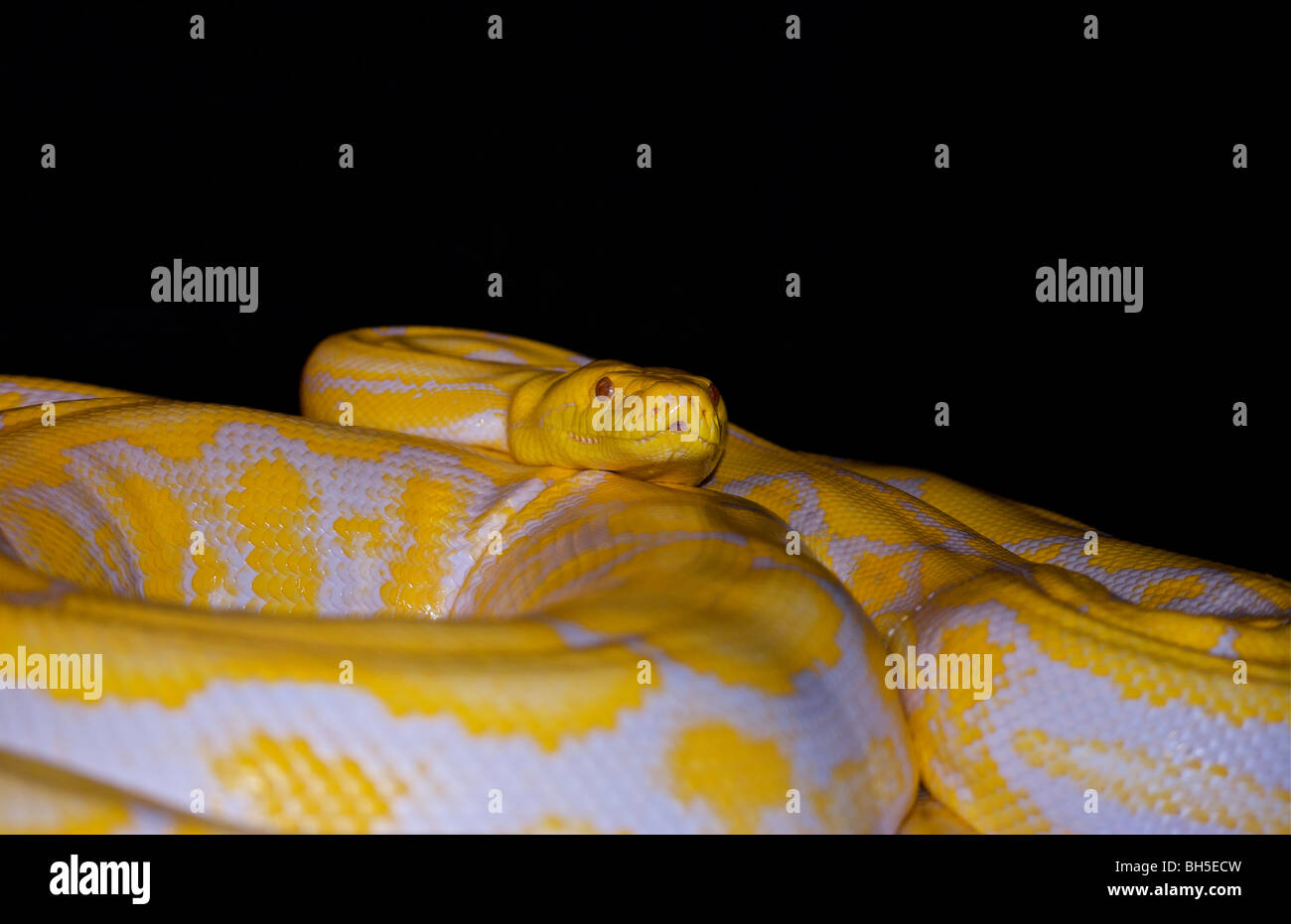 Snakes environment hi-res stock photography and images - Alamy