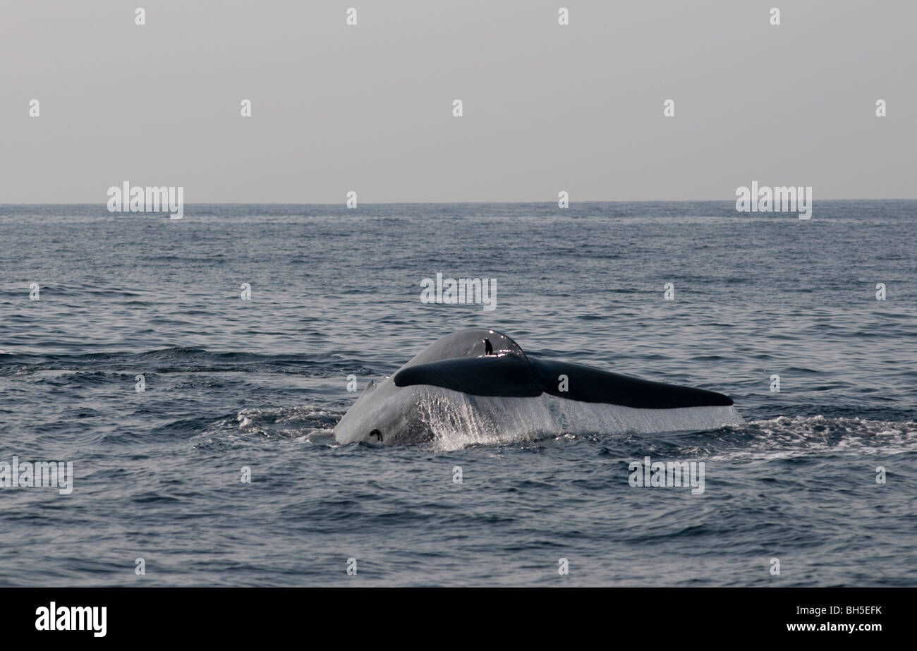Blue Whale Sounding, tail lifting Balaenoptera musculus brevicauda ...