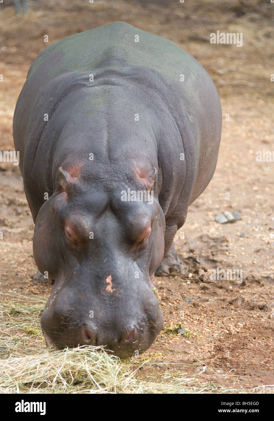Hippopotamus eating hi-res stock photography and images - Alamy