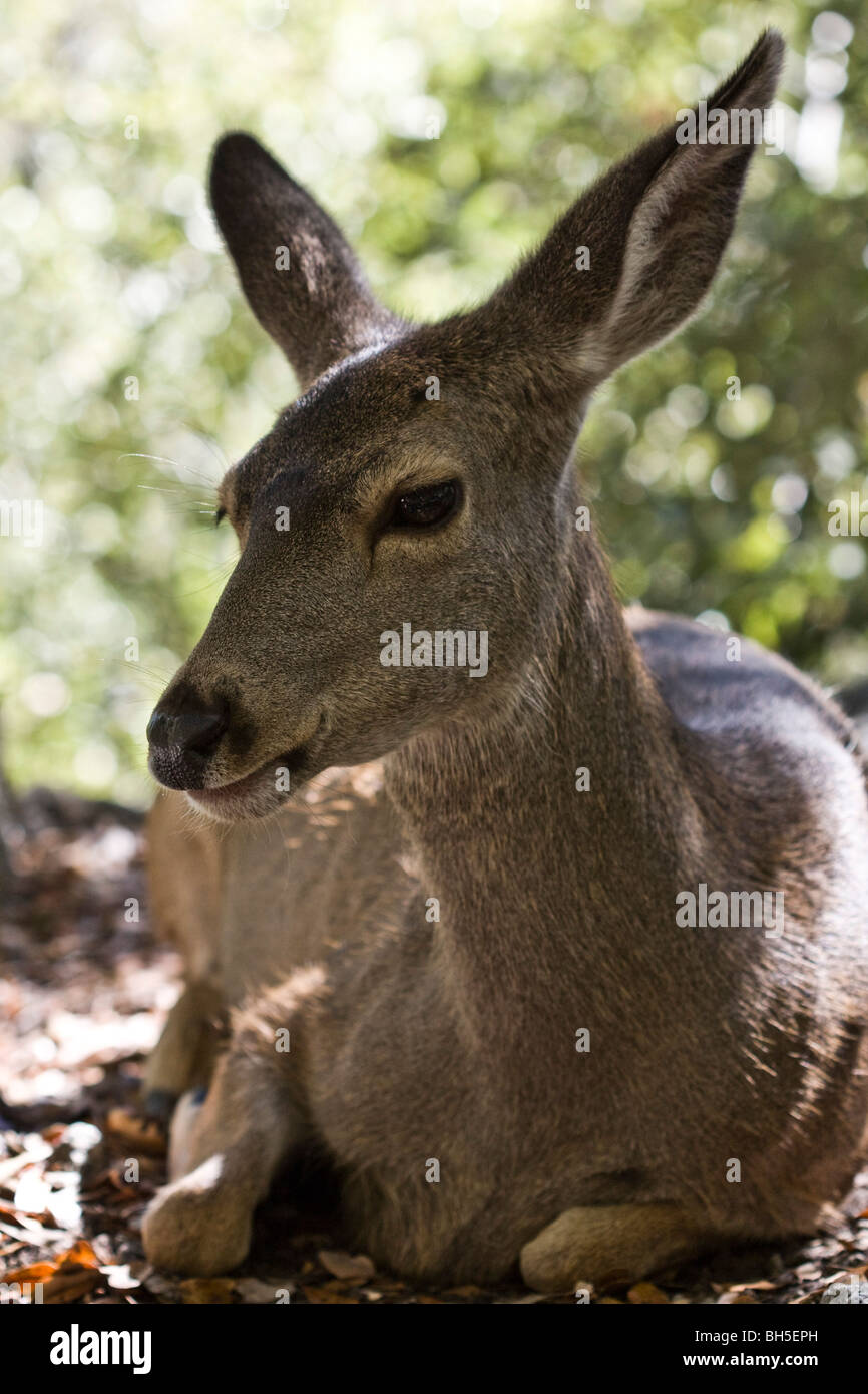 Deer doe sitting hi-res stock photography and images - Alamy