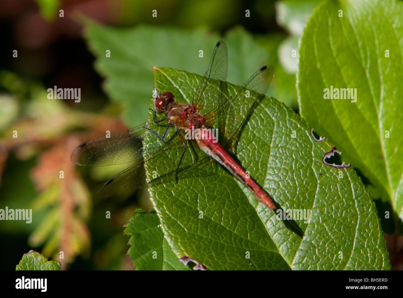 Cherry-faced Meadowhawk Sympetrum internum on a leaf at McGregor Marsh ...
