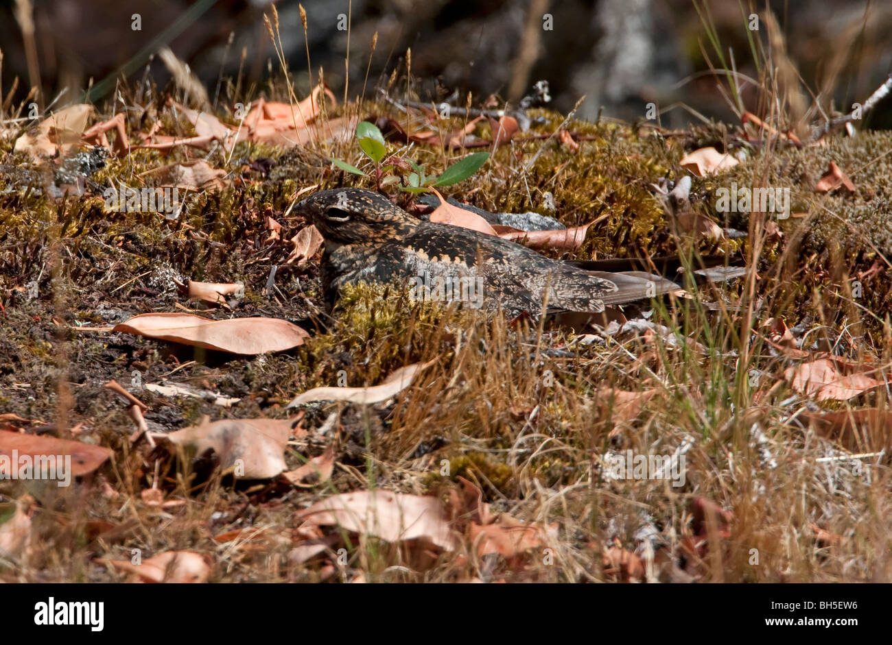 Common Nighthawk Chordeiles minor sitting on its nest incubating eggs ...