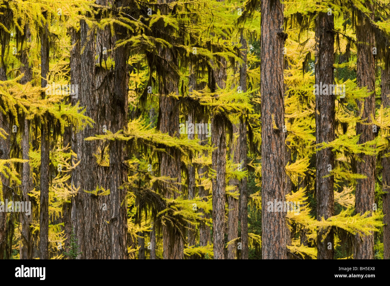 Western larch hi-res stock photography and images - Alamy