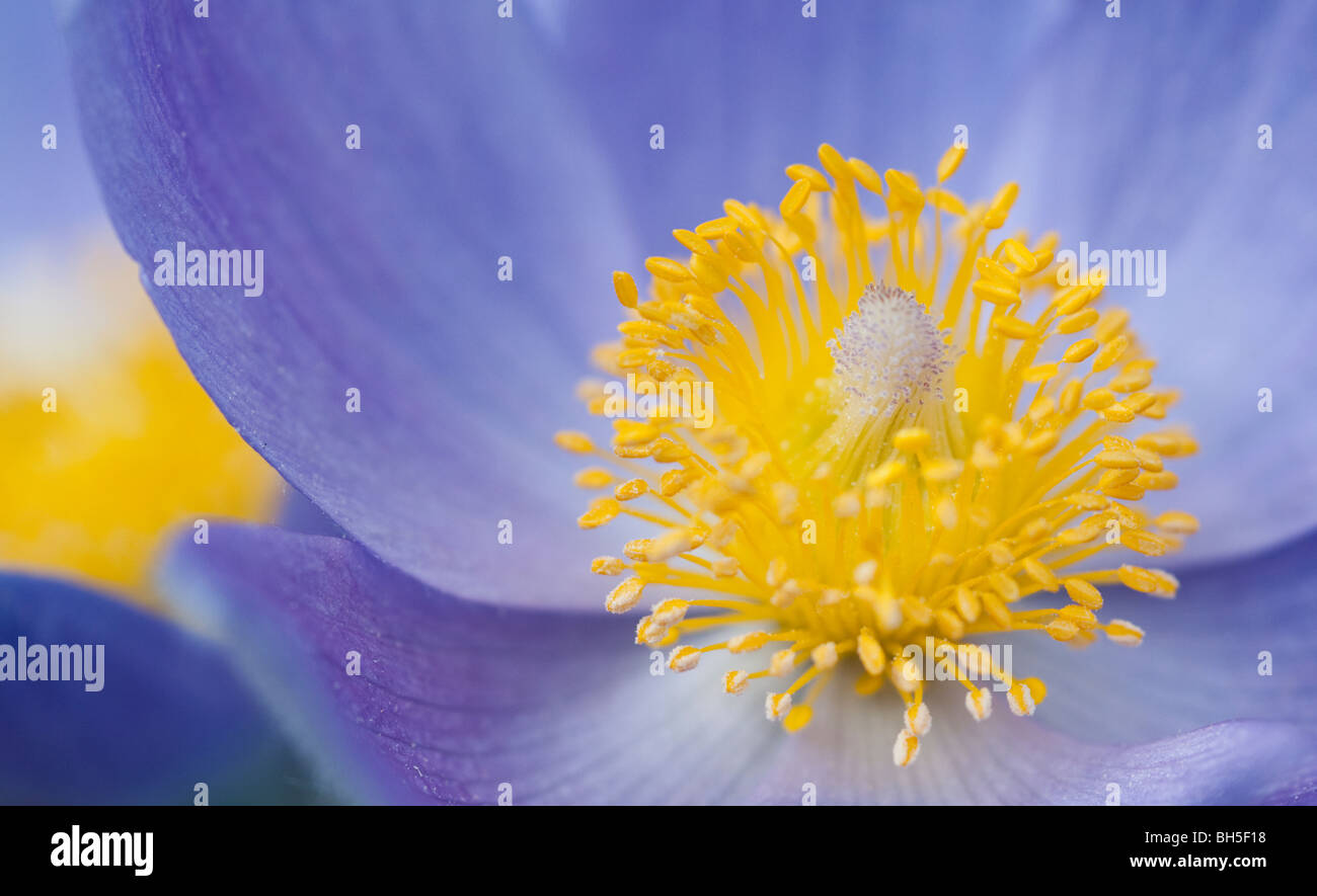 American pasque flower hi-res stock photography and images - Alamy