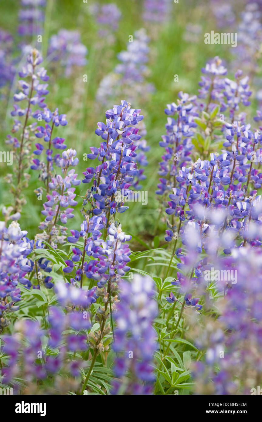 detail of field of Silvery lupine(Lupinus argenteus Stock Photo - Alamy