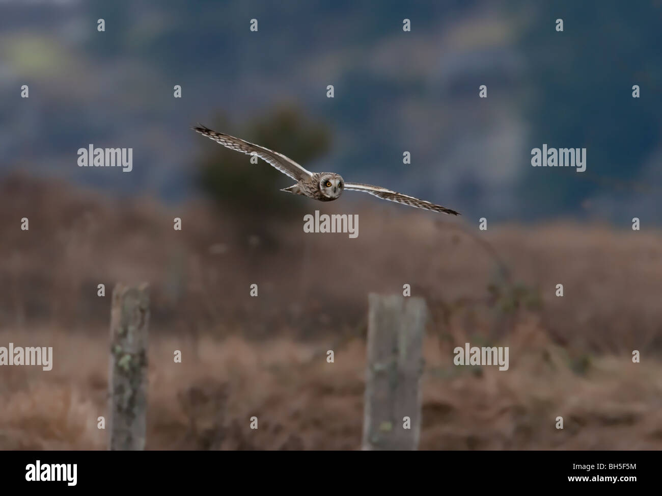 Owl swooping hi-res stock photography and images - Alamy