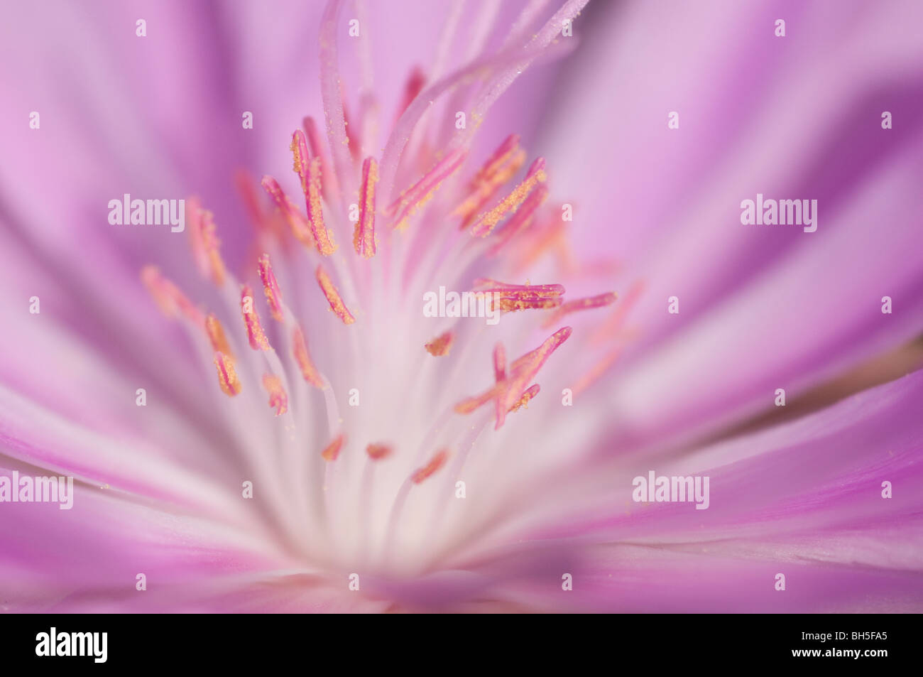 Bitterroot(Lewisia rediviva) in bloom, Montana state flower Stock Photo ...