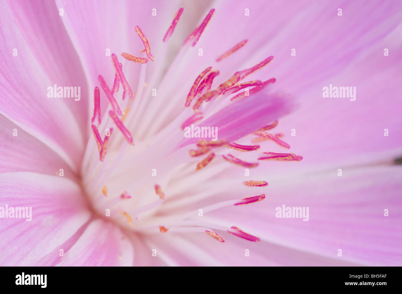 Bitterroot(Lewisia rediviva) in bloom, Montana state flower Stock Photo ...