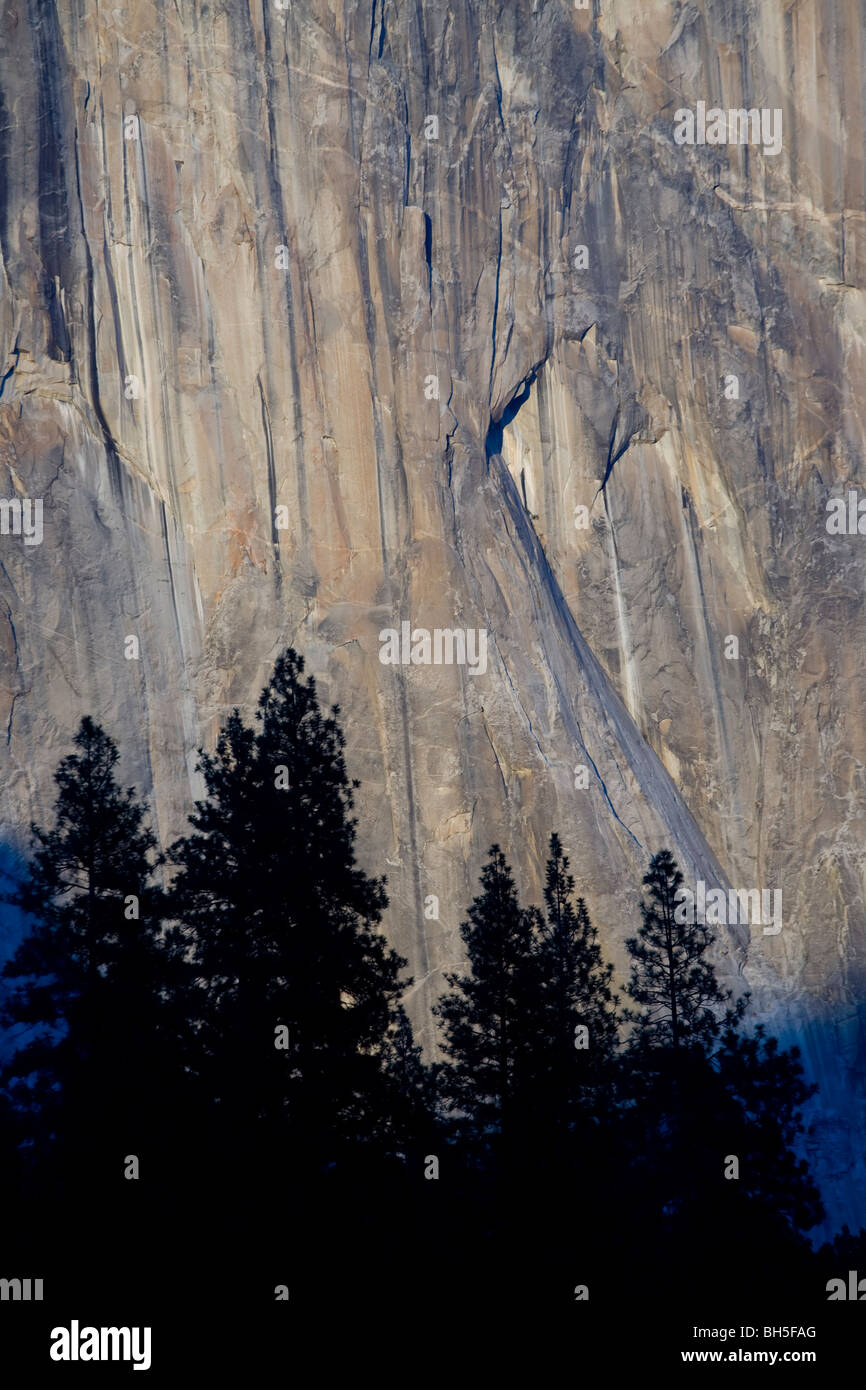 Zoom in trees hi-res stock photography and images - Alamy