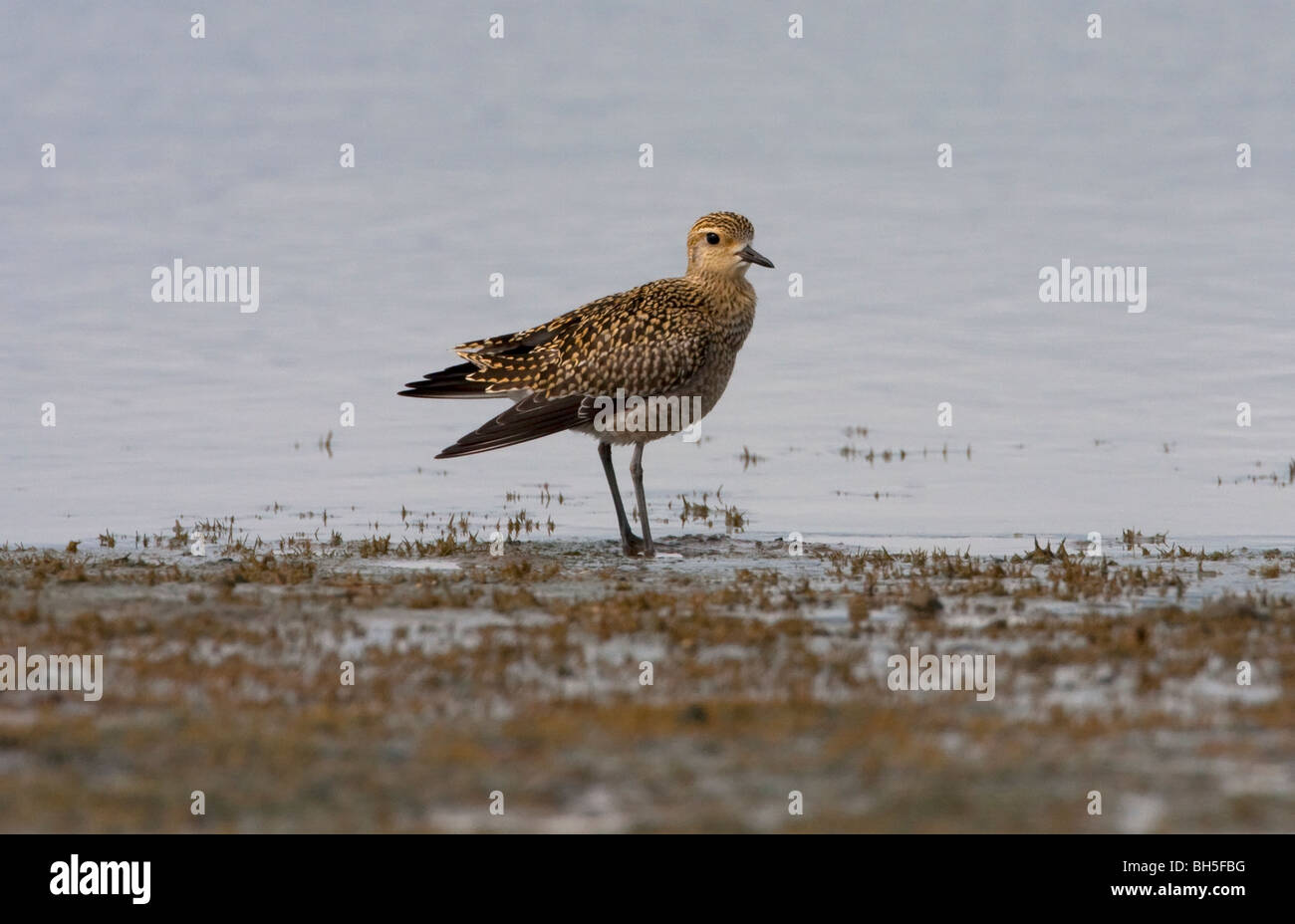 Pacific Golden Plover Pluvialis fulva feeding on the San Malo mudflats ...