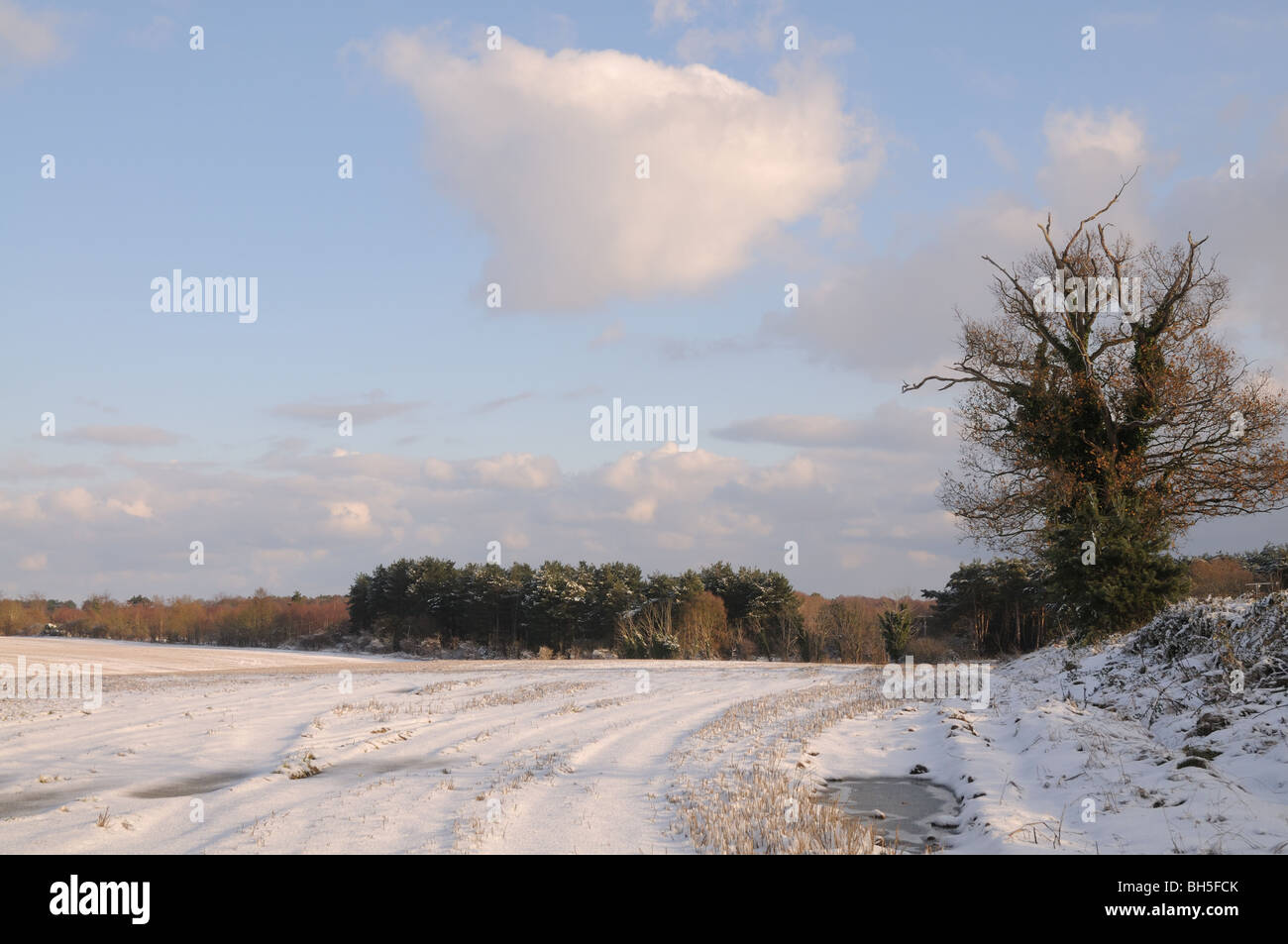 Tunstall Forest High Resolution Stock Photography and Images - Alamy