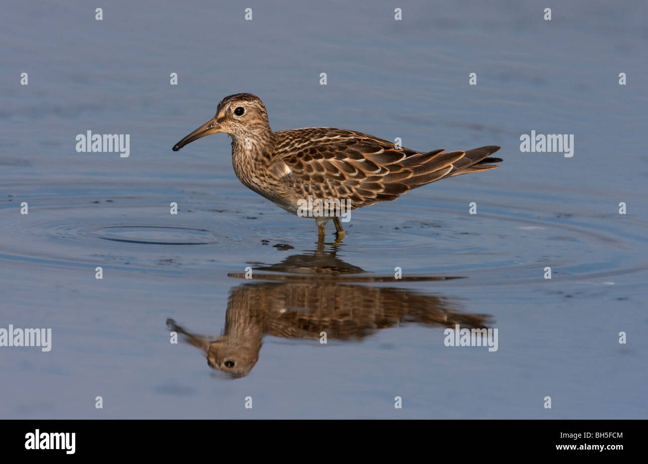 Pectoral sandpiper hi-res stock photography and images - Alamy