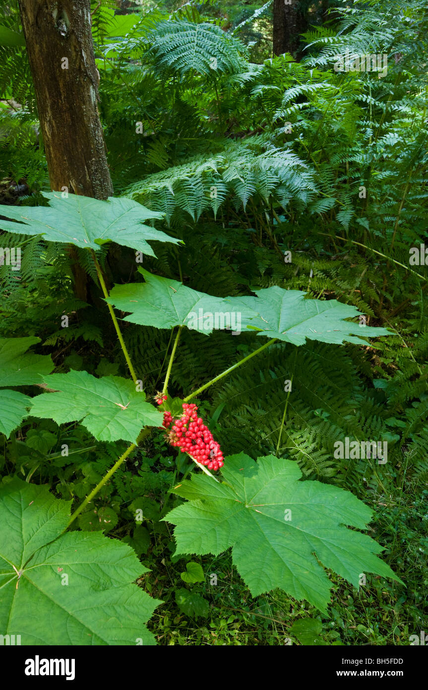 Devils walking stick hi-res stock photography and images - Alamy