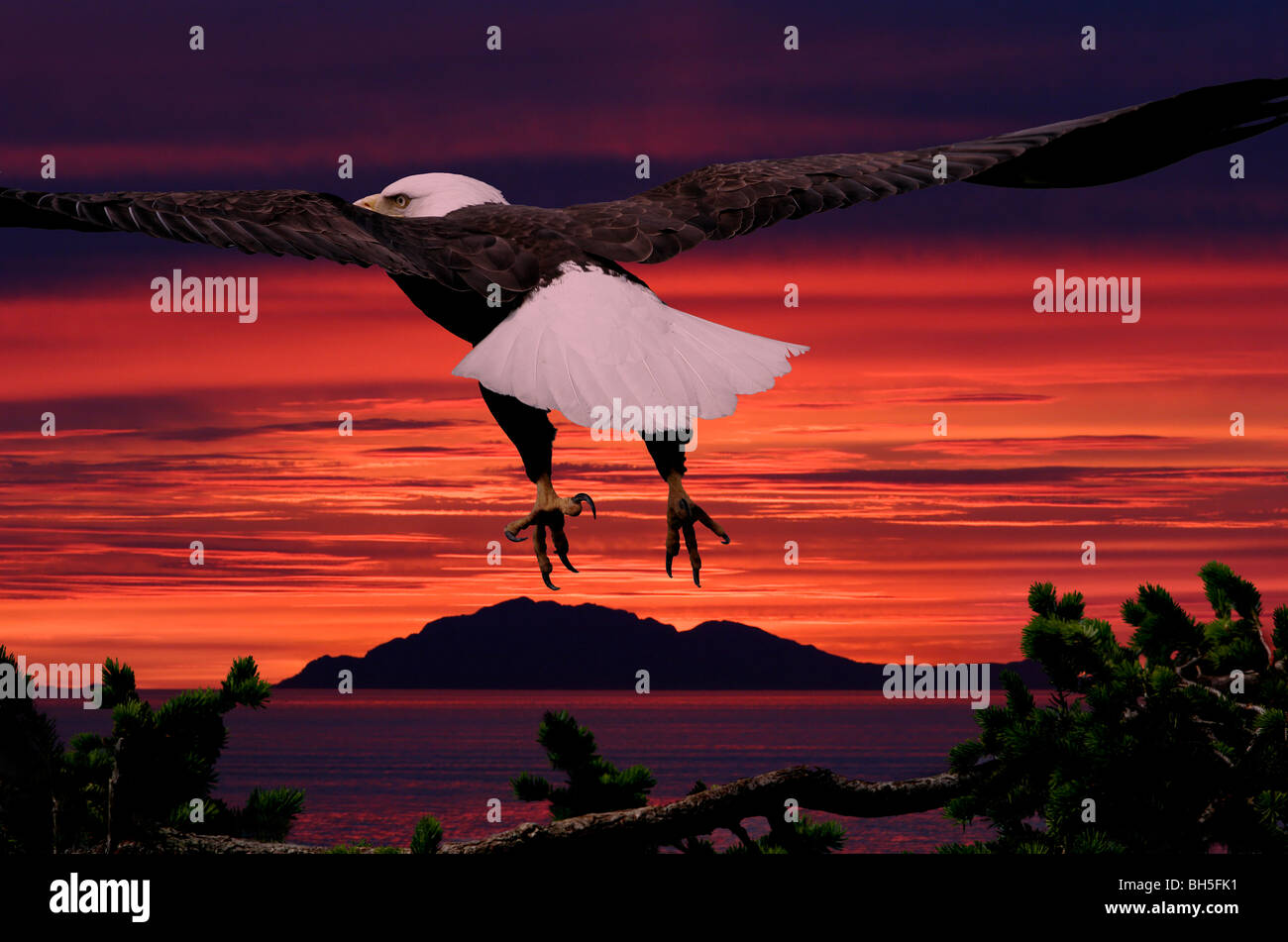 Bald eagle in flight sunset hi-res stock photography and images - Alamy