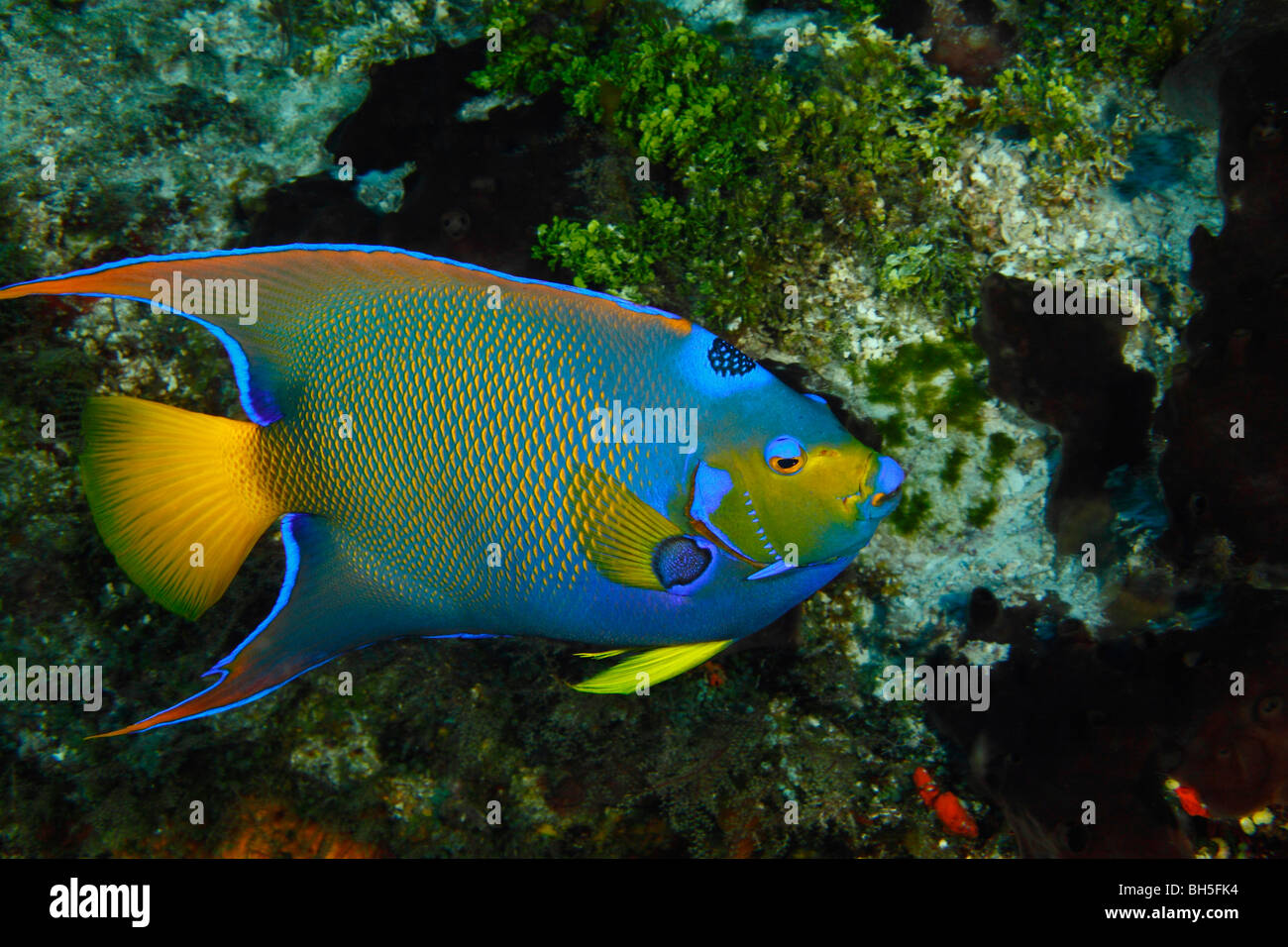 Caribbean Queen Angelfish swimming on a coral reef Stock Photo - Alamy