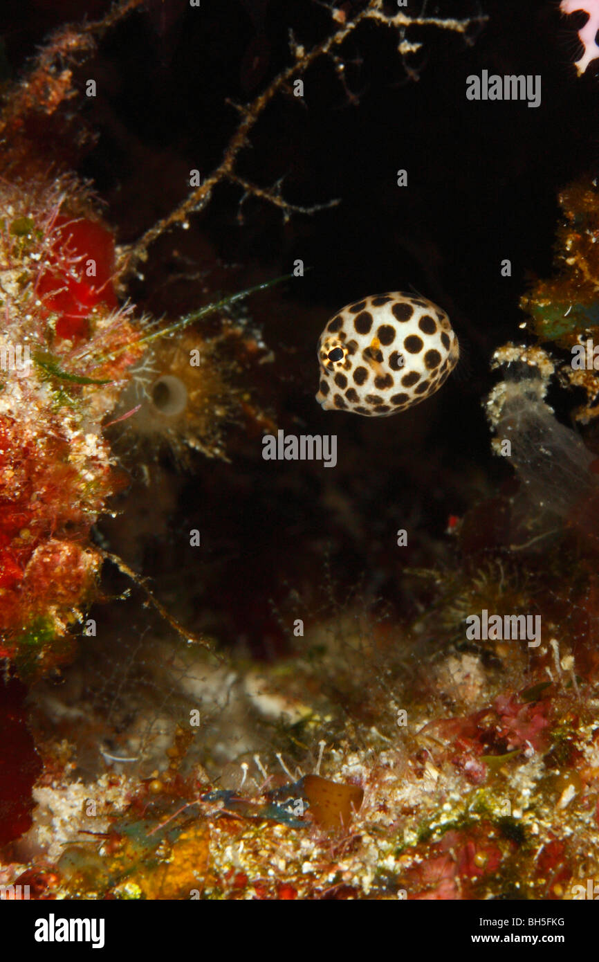 Juvenile trunkfish hi-res stock photography and images - Alamy