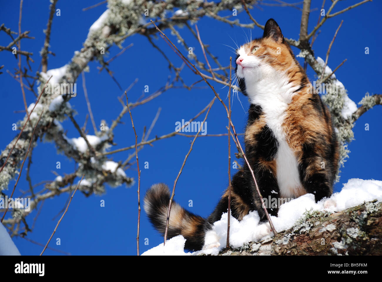 Car in tree Stock Photo - Alamy