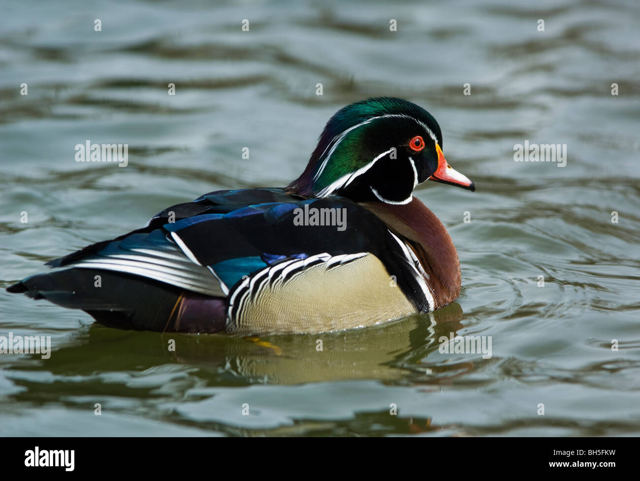 Wood duck(Aix sponsa Stock Photo - Alamy