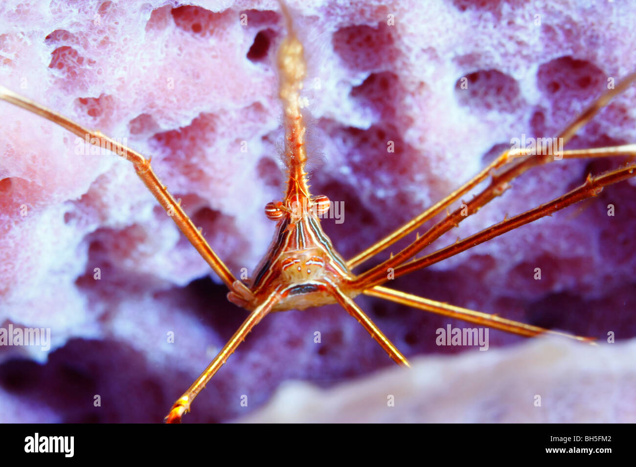 Yellowline Arrow Crab