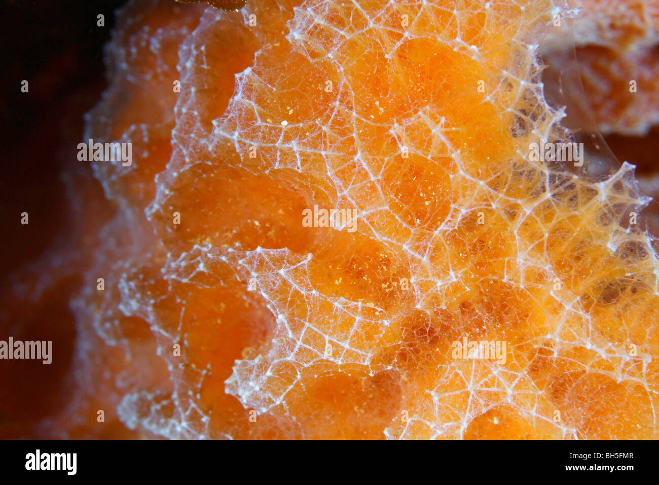 Macro of a sea sponge texture brightly colored in orange color with ...