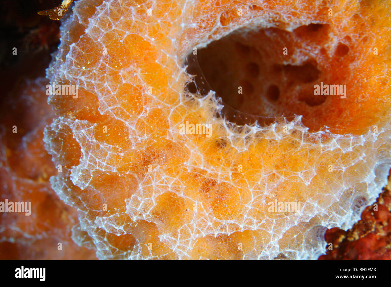 Orange lumpy encrusting sponge hi-res stock photography and images - Alamy