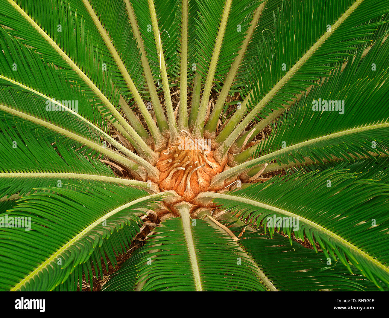 Pretty nice palm fruit hi-res stock photography and images - Alamy