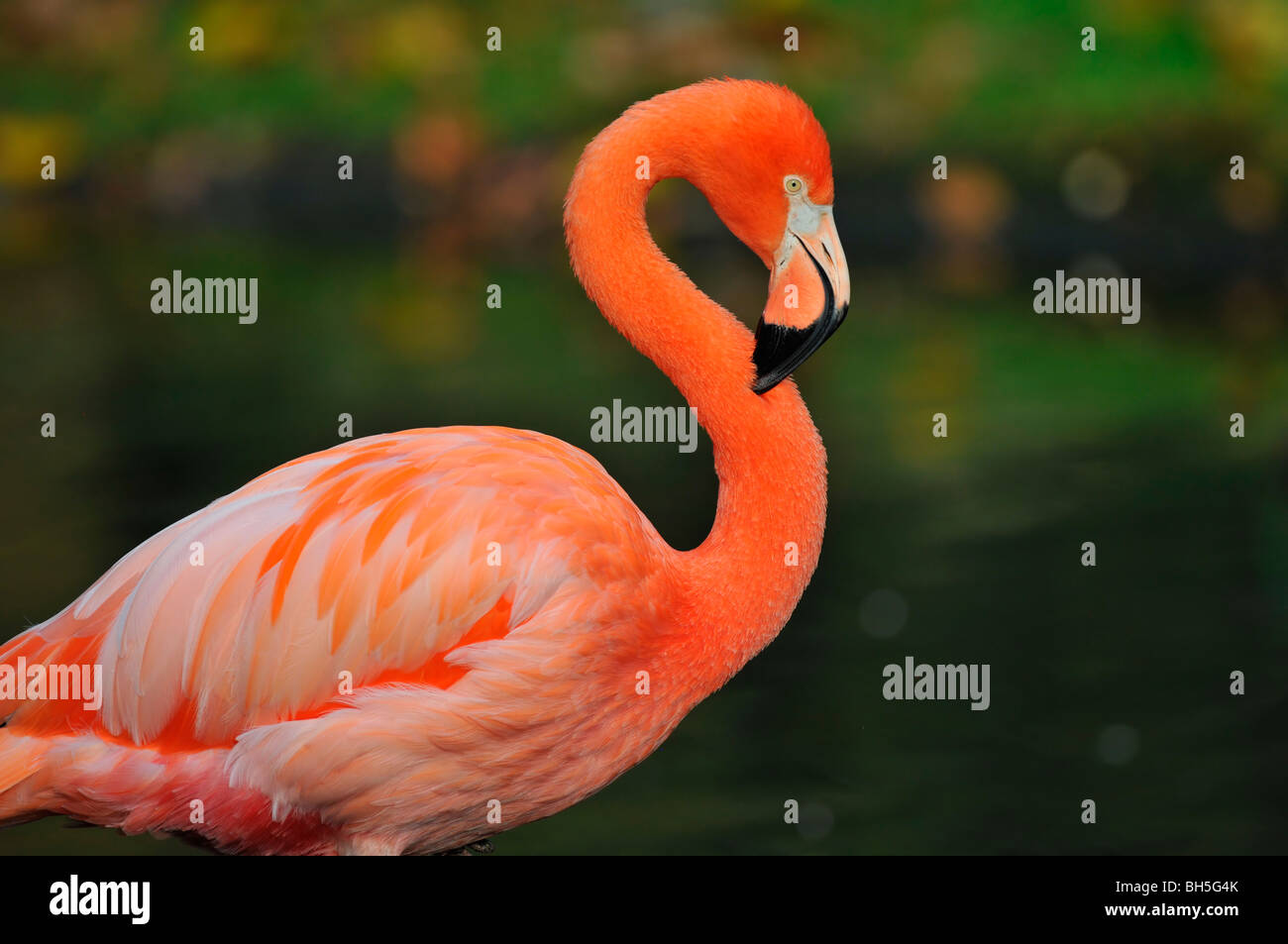 Avian selection hi-res stock photography and images - Alamy