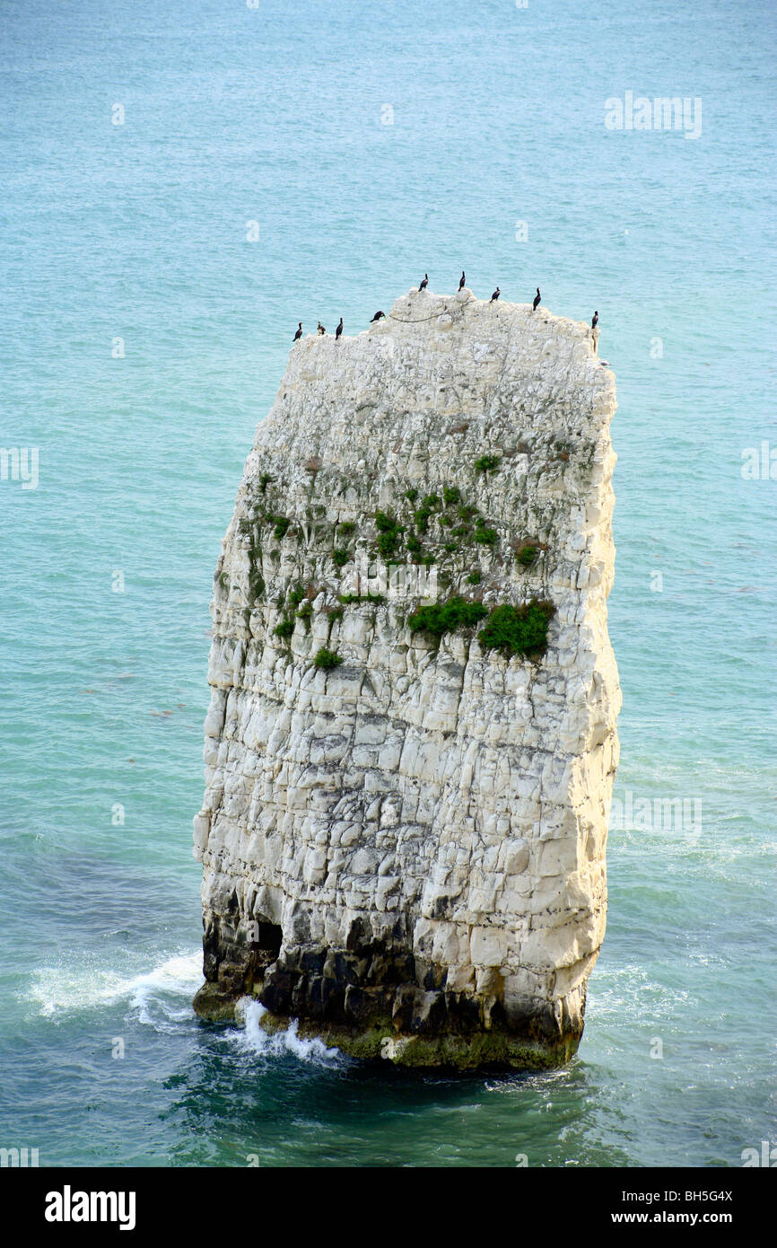 Seabirds on the rock stack at Old Harry Rocks near Studland, Dorset ...
