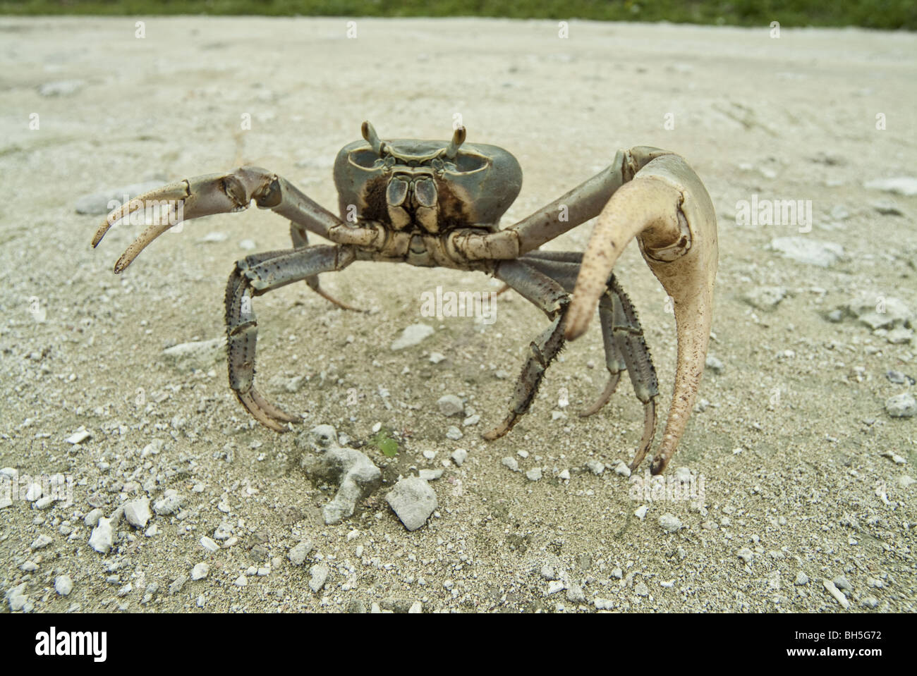 A mangrove crab Stock Photo - Alamy