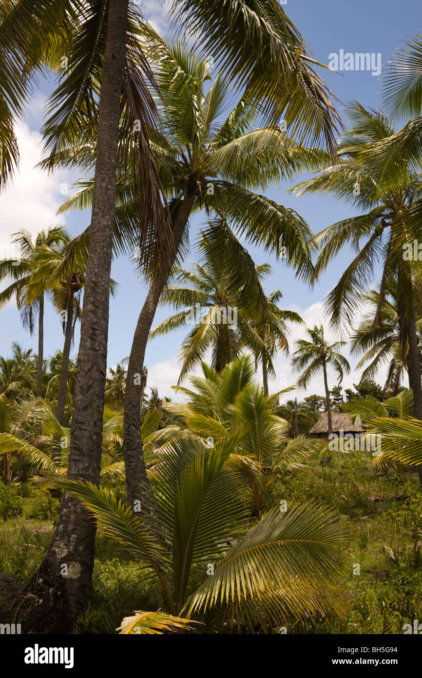 Coconut trees with traditional hut in background, Ouvea, Loyalty ...