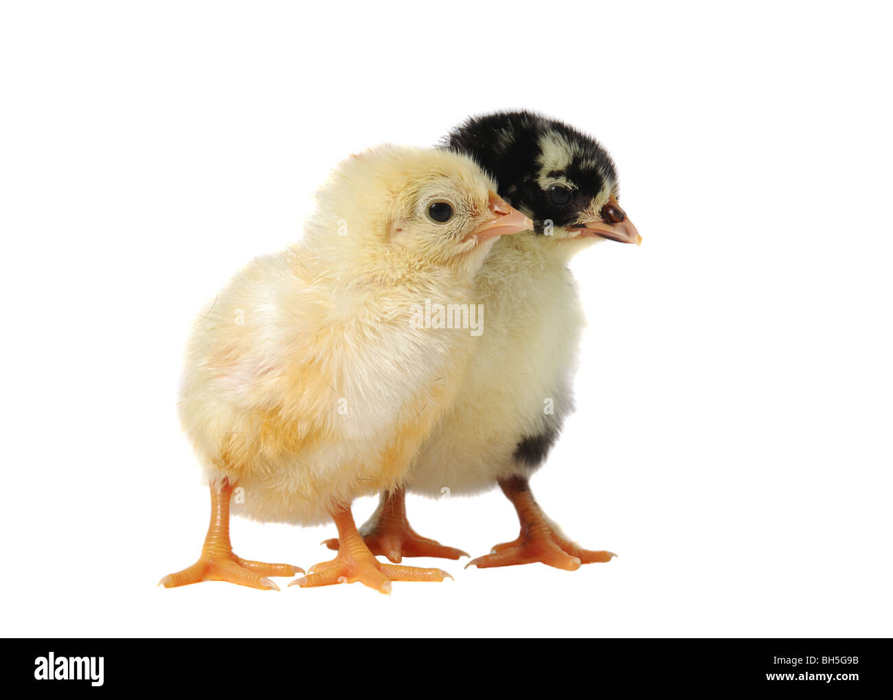 Chicken humor hi-res stock photography and images - Alamy
