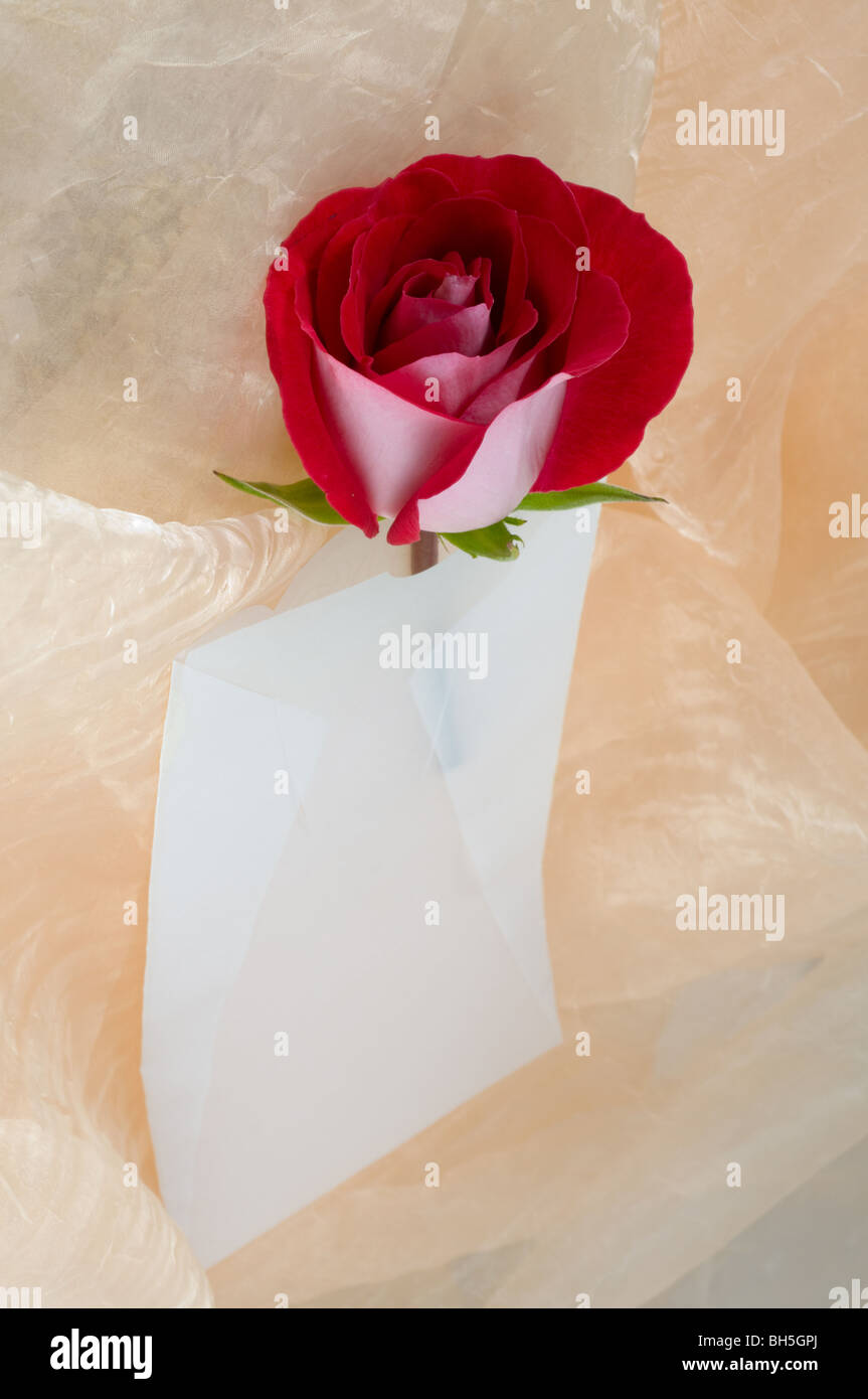 Rose in an envelope Stock Photo - Alamy