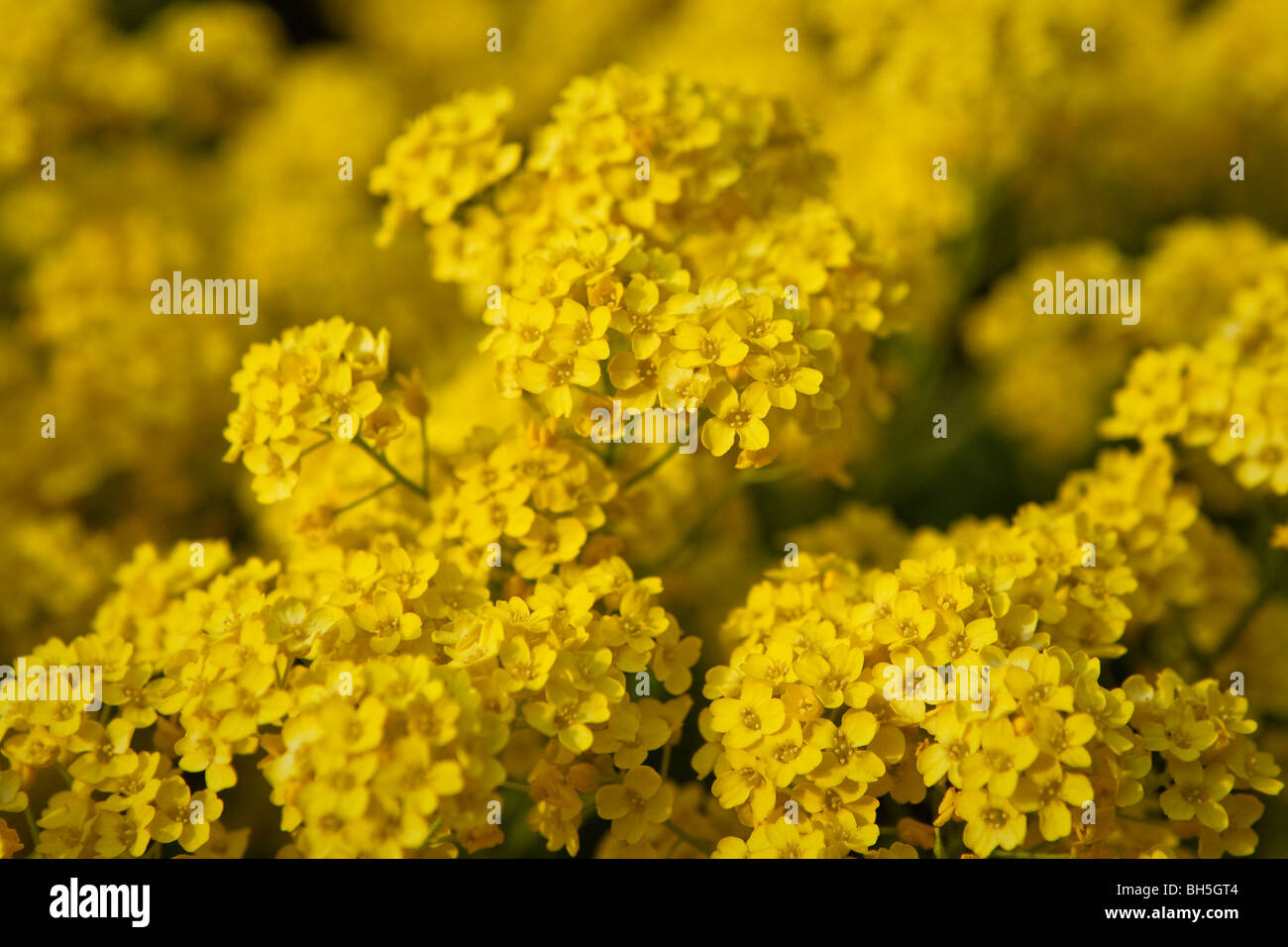 Spring flowers - close up Stock Photo - Alamy