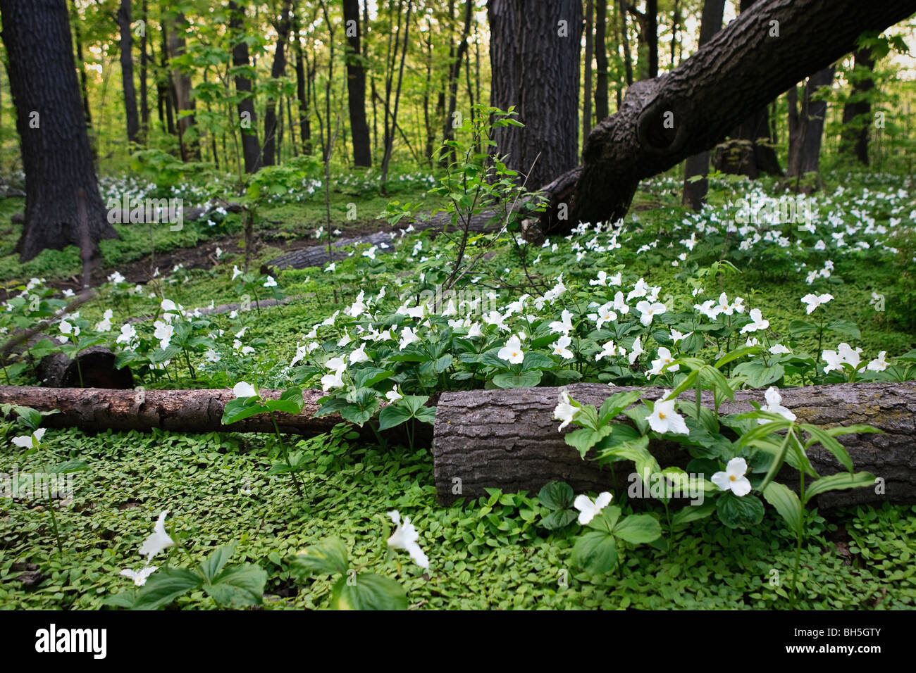a carpet of blossoming white forest flowers in the spring on Mount ...