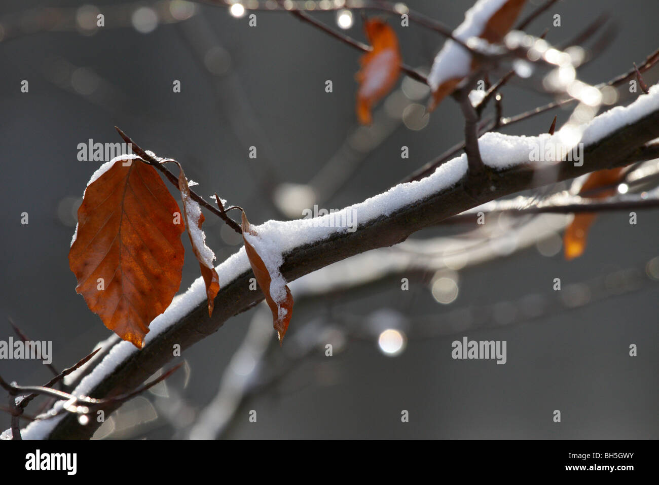 Beech tree in winter hi-res stock photography and images - Alamy