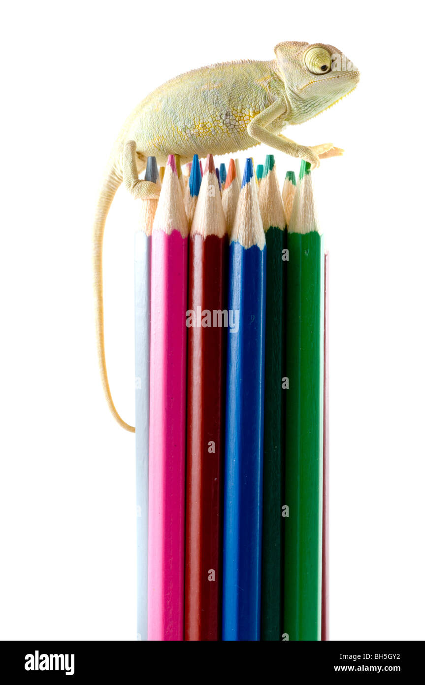 The lizard and color pencils Stock Photo - Alamy