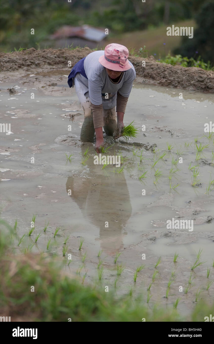 female worker planting rice in cebu mountains, philippines Stock Photo ...