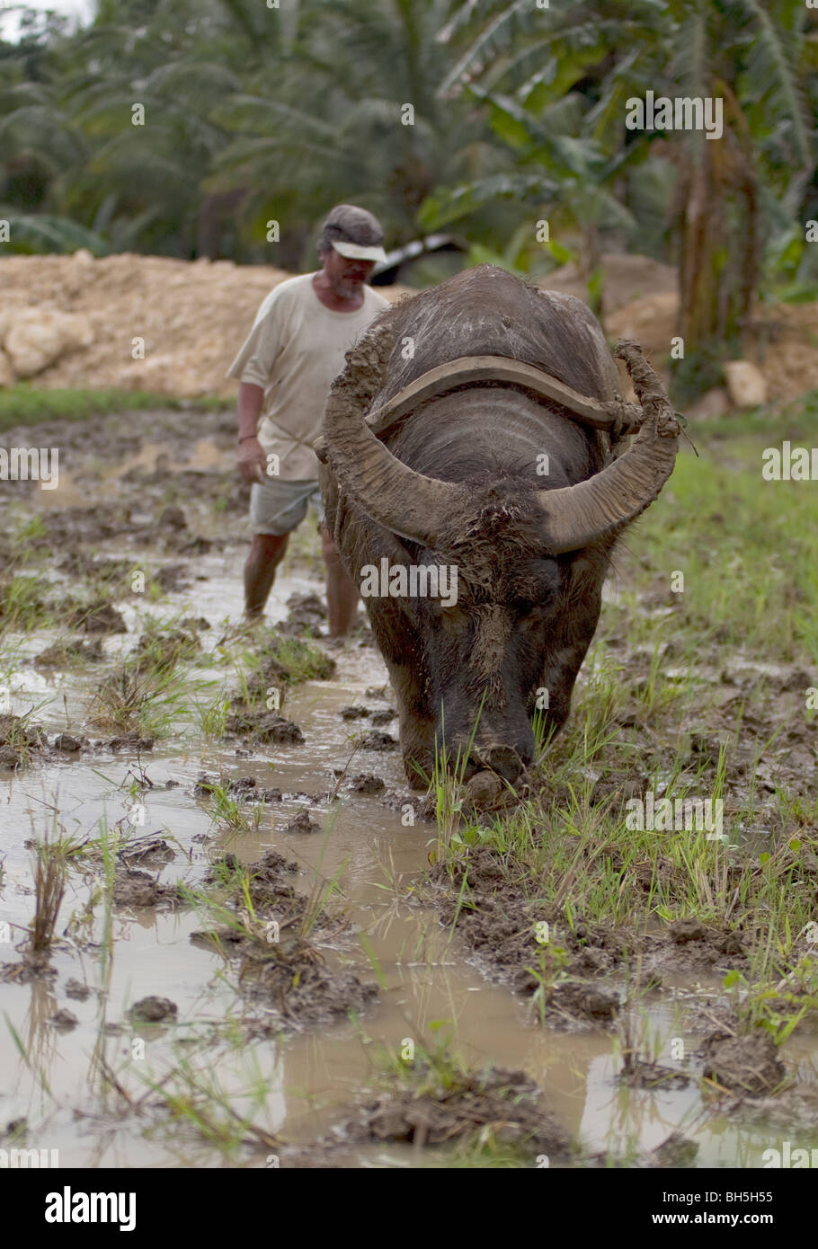 Philippines rice fields hi-res stock photography and images - Alamy