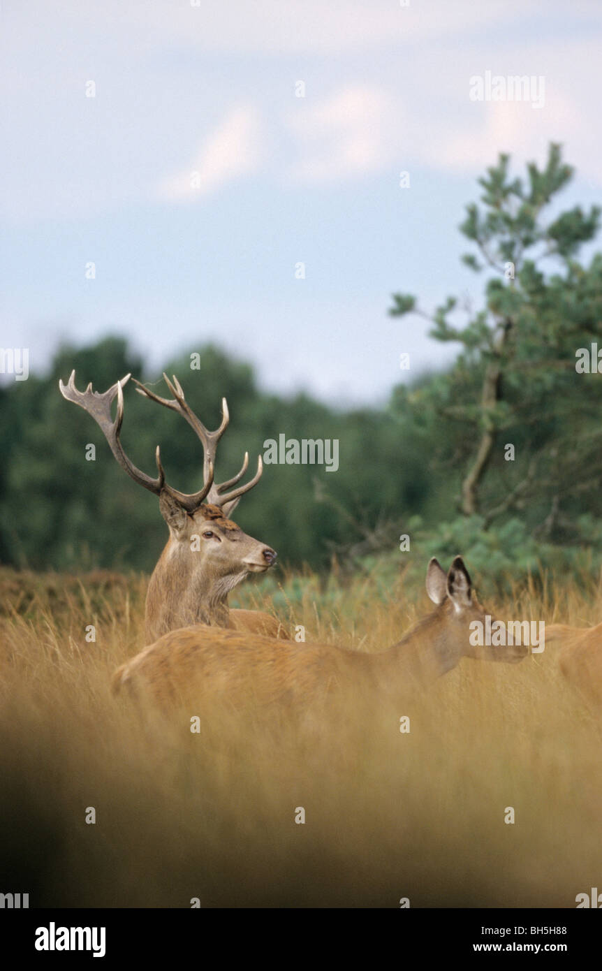 Bulls and stags hi-res stock photography and images - Alamy