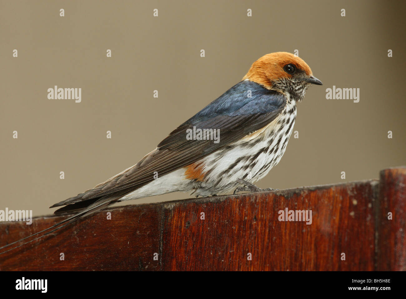 Greater striped swallow hi-res stock photography and images - Alamy