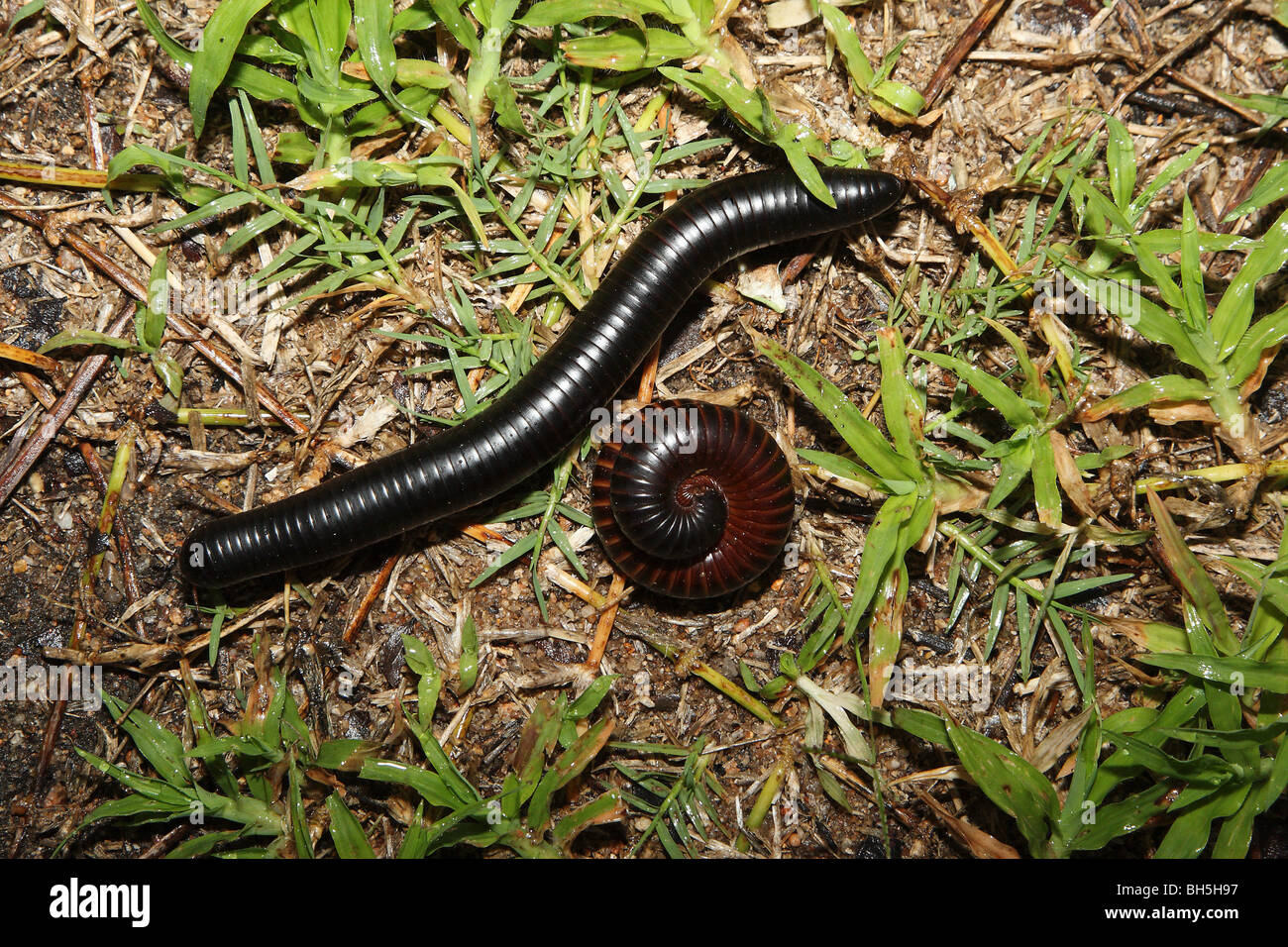 African giant black millipede Stock Photo - Alamy